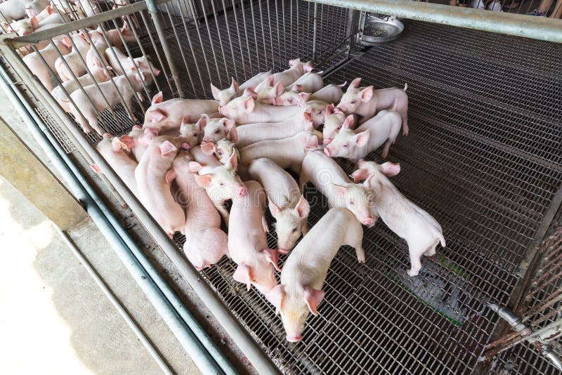 A Group of Piglet in the Cage Stock Image - Image of pigs, piggy: 62757233