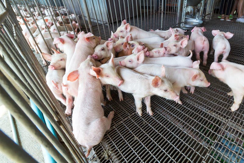 A Group of Piglet in the Cage Stock Image - Image of farm, industry ...