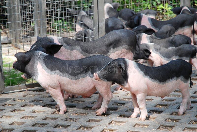Group of piglets stock image. Image of agriculture, park - 27232943