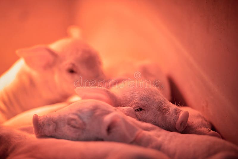 Group of Piglets in Pig Farm. Stock Photo - Image of small, farmer ...