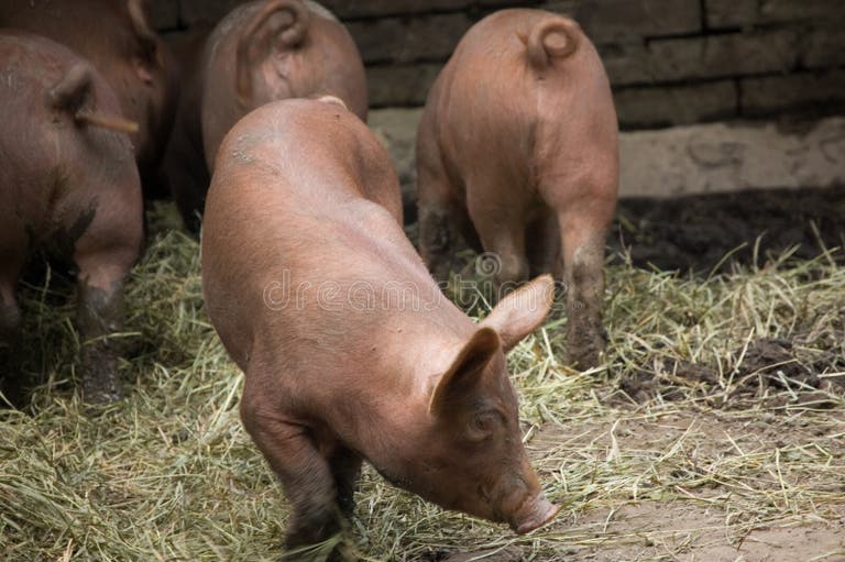 1,824 Piggery Stock Photos - Free & Royalty-Free Stock Photos from ...