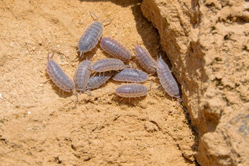 Pillworm stock image. Image of nature, crustacea, wildlife - 242512517