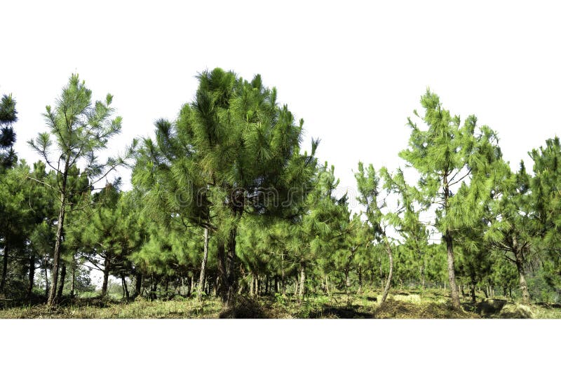 Group of Pine Trees Forest Isolated Stock Image - Image of spruce, wood ...