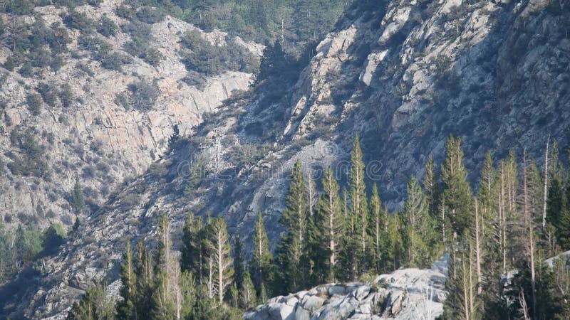 A Group of Pine Trees Standing on the Edge of a Cliff, with Partially ...