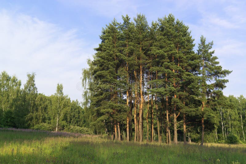 Group of pines stock photo. Image of ground, scene, landscape - 3176090
