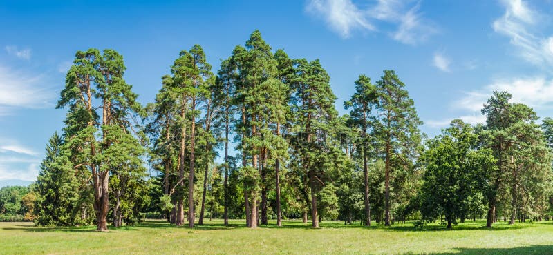 Group of Pines among a Large Glade in the Park Stock Photo - Image of ...