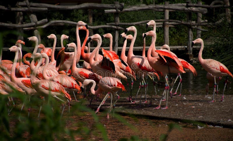 Flamingo Waving Stock Photos - Free & Royalty-Free Stock Photos from ...