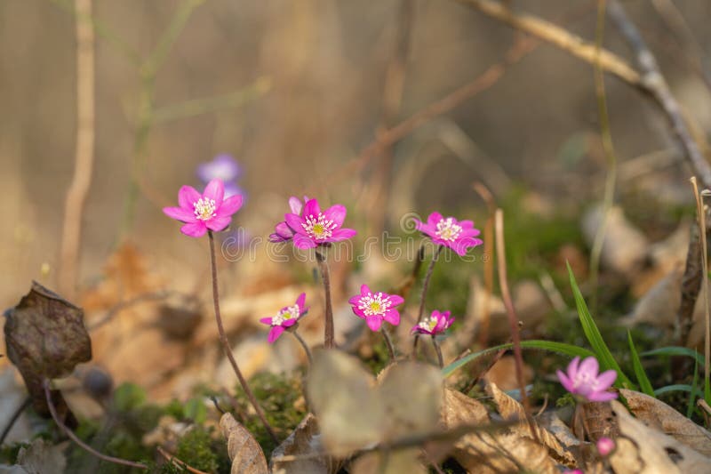 Group of Pink Common Hepatica Flowers (Hepatica Triloba). Stock Photo ...
