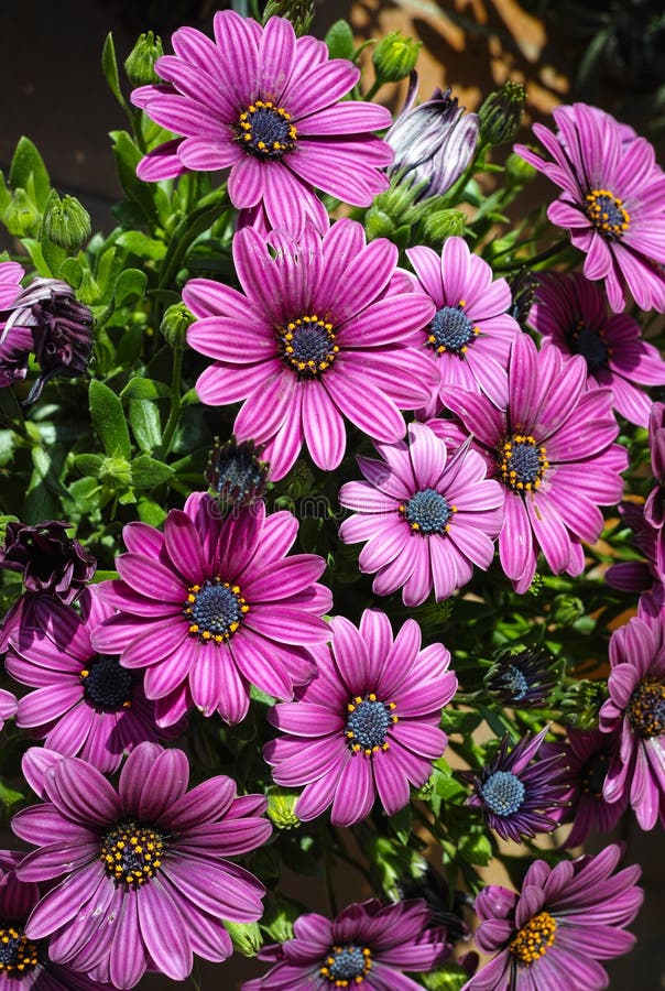 Pink daisy flowers stock image. Image of decorative, nature - 30105607