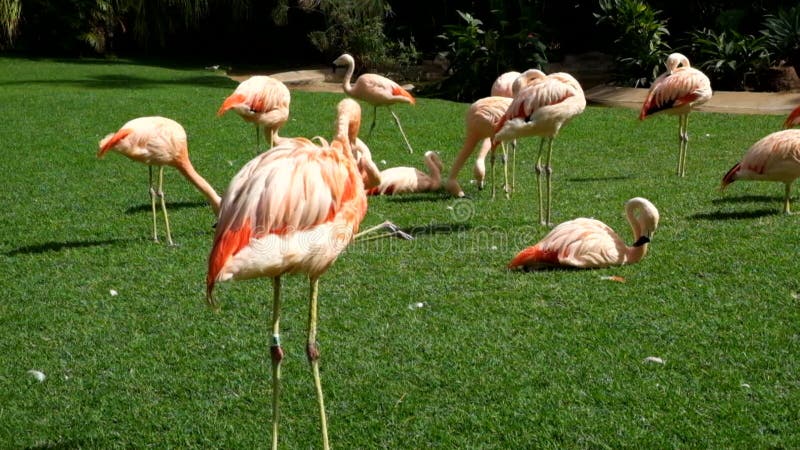 Pink Flamingo Walks Perspective Green Screen Stock Footage - Video of ...