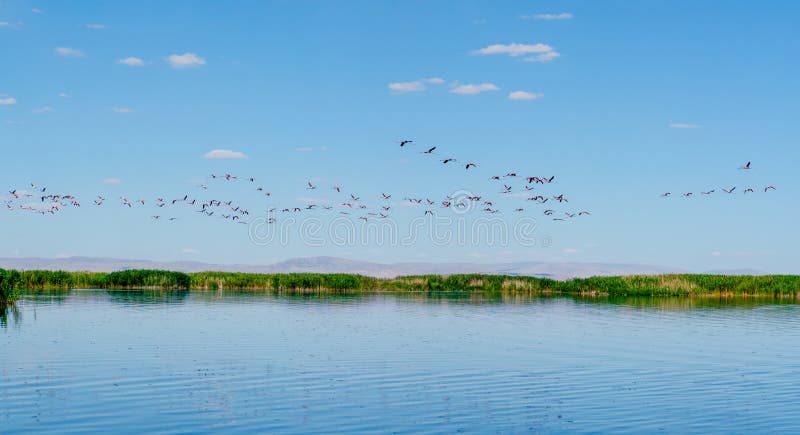 Group of Pink Flamingos Flying Over Lake Stock Photo - Image of ...