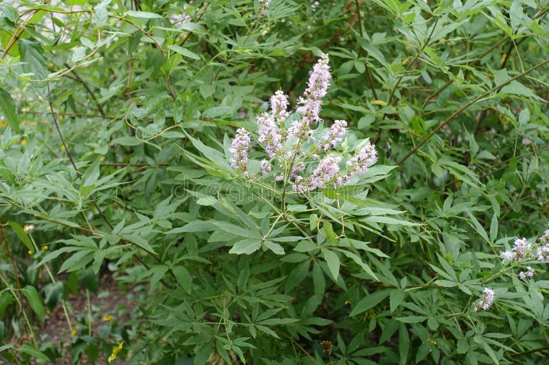 Group of Pink Flowers of Vitex Agnus-castus Stock Photo - Image of ...