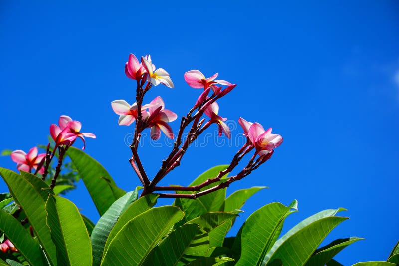 Group of Plumeria Flowers Lay in Love Letters on the Grass Background ...