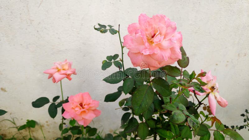 Group of pink roses stock photo. Image of roses, botany - 165652852