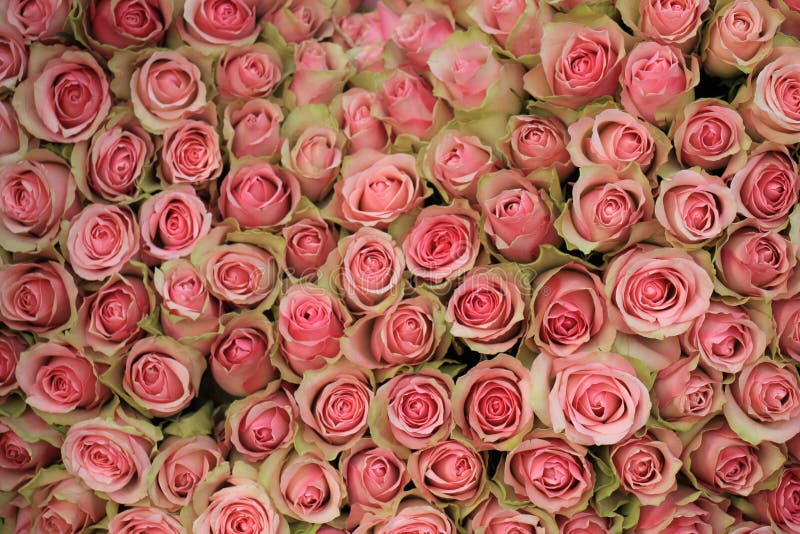 Group of Pink roses stock image. Image of wedding, bridal - 221609297