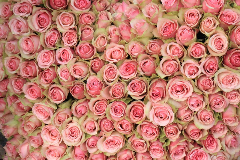 Group of Pink roses stock image. Image of decoration - 98891463
