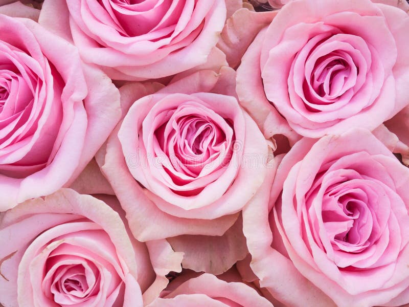 Group of pink roses stock image. Image of romantic, color - 38763453