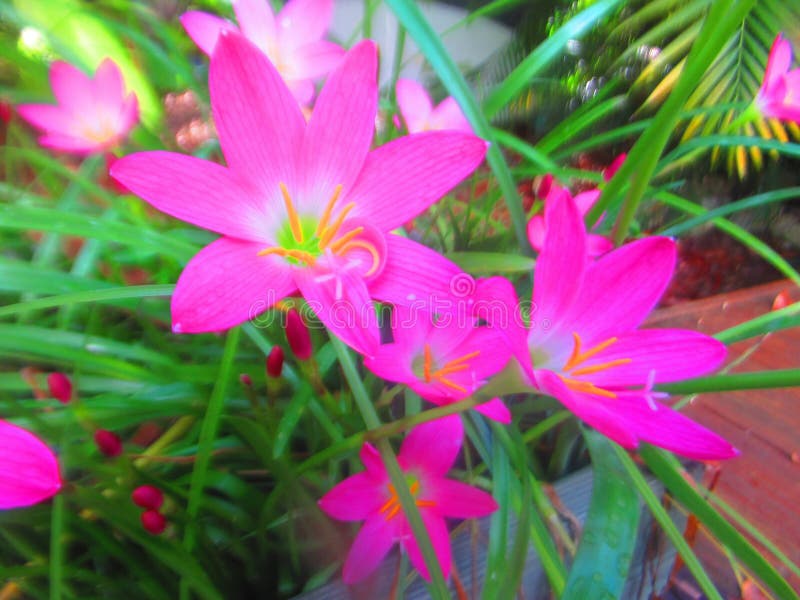 A Group of Pink Tropical Flower Stock Image - Image of tropical ...