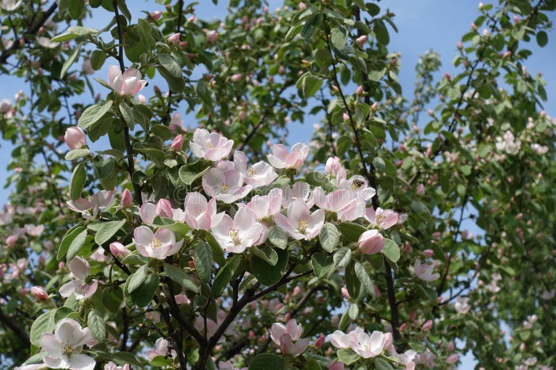 Group of Pinkish White Flowers of Quince Tree in May Stock Photo ...
