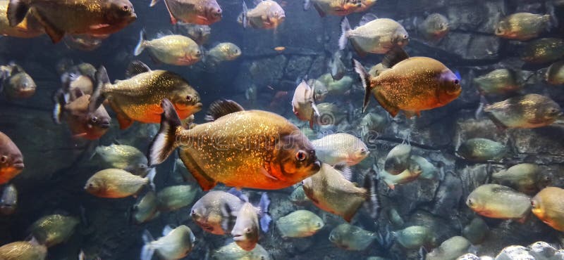 A Group of Piranha Fish are Waiting for Prey Stock Image - Image of ...