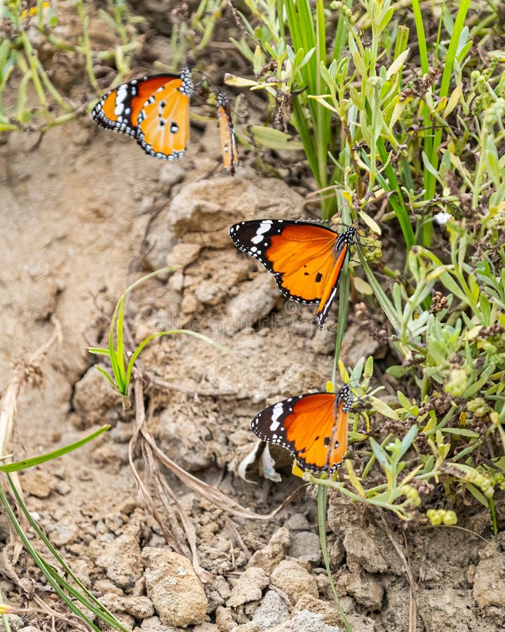 A group of plain tigers stock image. Image of summer - 267228189