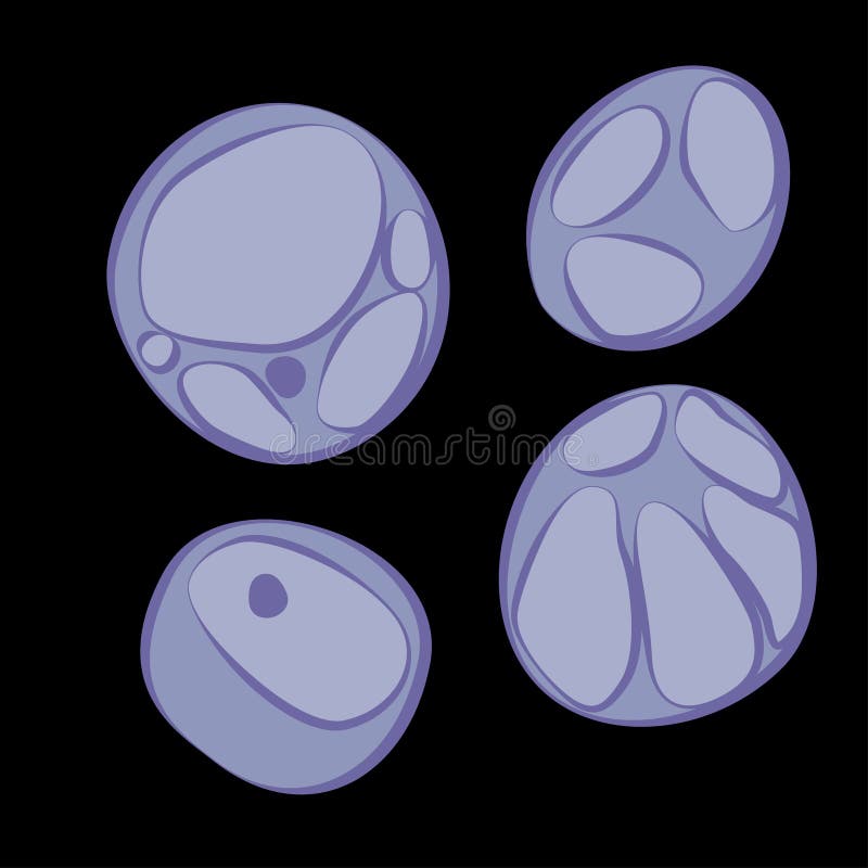 Group of Planctomycetes on Black Background, Vector Illustration Stock ...