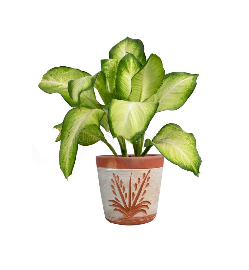 Group Plant Pot Isolated on White Background Stock Image - Image of ...