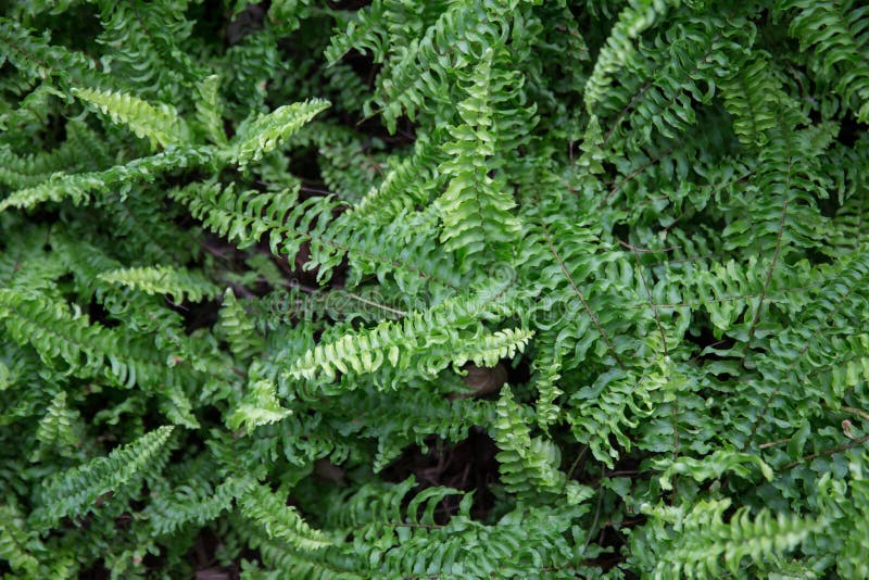 Plant top view stock image. Image of background, leaf - 101990853