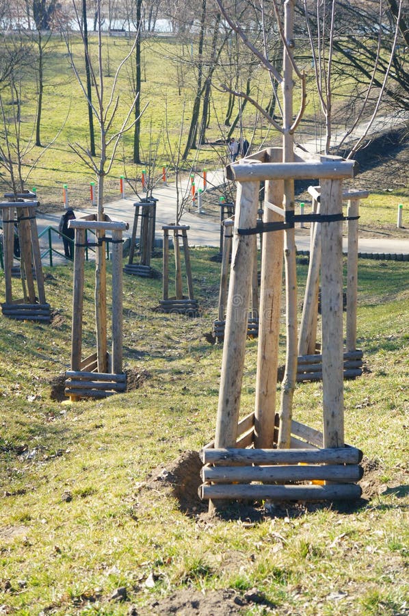 Group of Planted Trees in the Park Stock Image - Image of flora ...