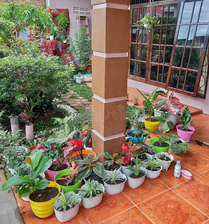 A Group of Plants Grown in Wide Range of Colorful Plot Stock Photo ...