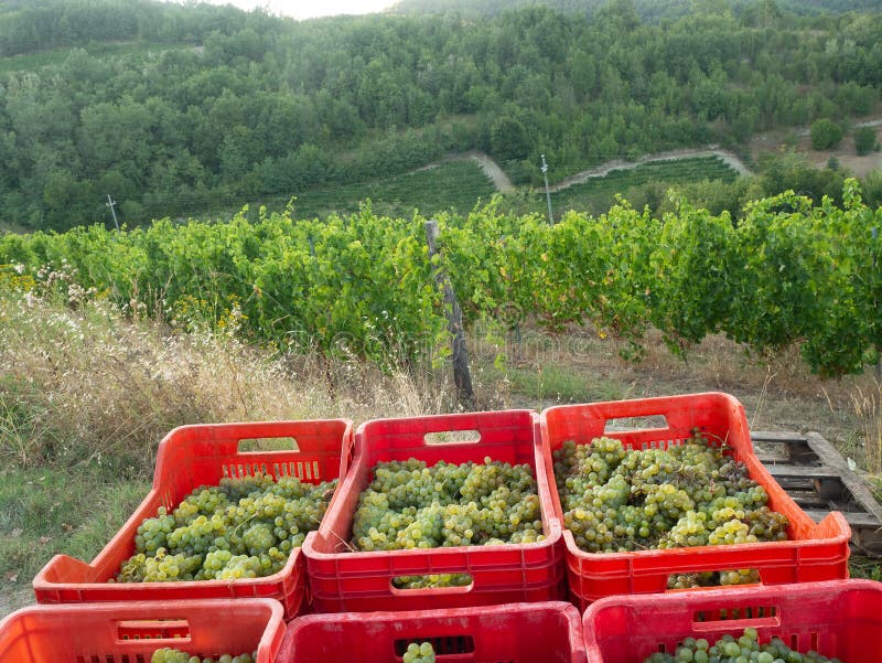 Group of Plastic Boxes with the Grapes after the Harvest Stock Photo ...