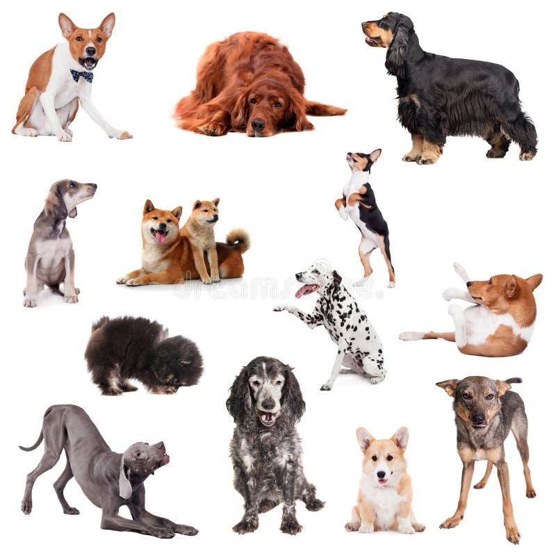 Group of Playing Dogs on White Stock Photo - Image of studio, domestic ...