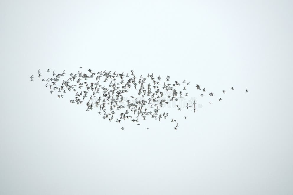 Flying plover birds stock photo. Image of bird, plover - 356810180