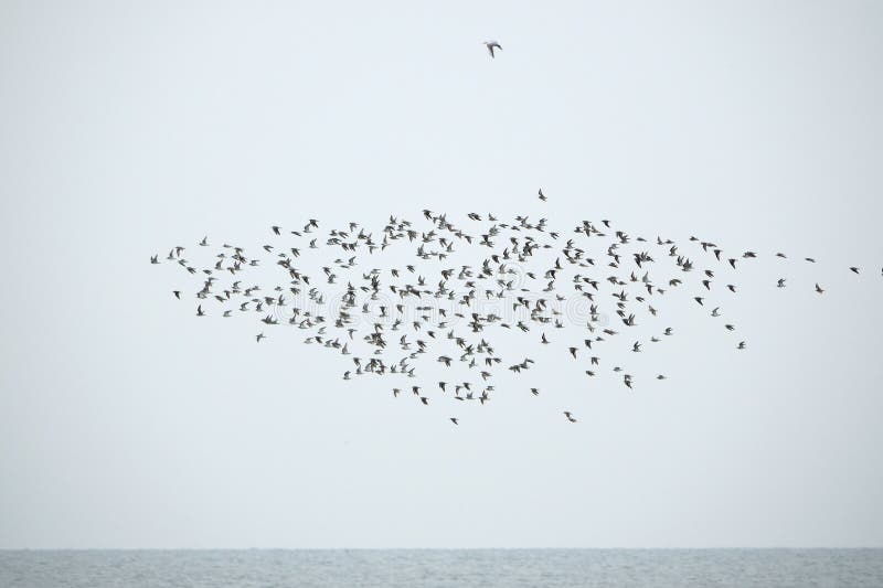 Flying Plover stock photo. Image of wildlife, waterfowl - 356817160