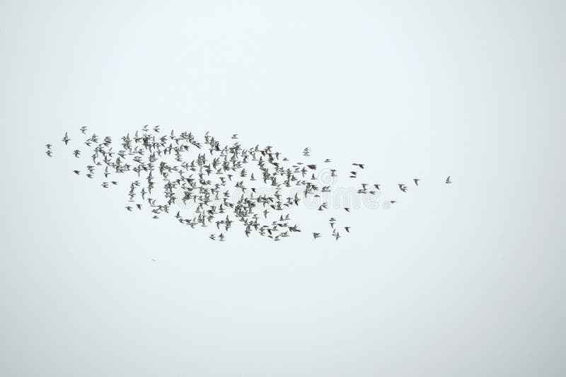 Flying Plover stock image. Image of bird, waterfowl - 356817167