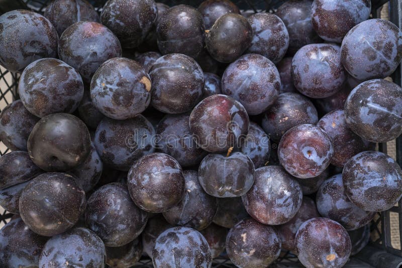 Group of Plum Fruit on the Grocery Stock Image - Image of organic ...