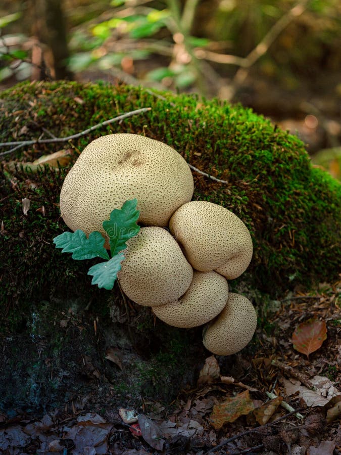 Group of Poisonous "Scleroderma Citrinum" Mushrooms, Also Known As the ...