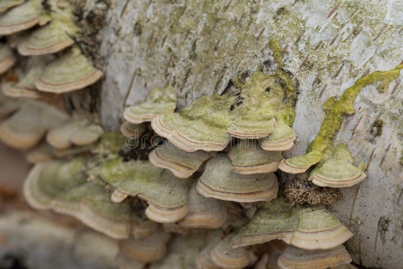 Group of Polypore Fungi on Birch Tree Stock Photo - Image of nature ...