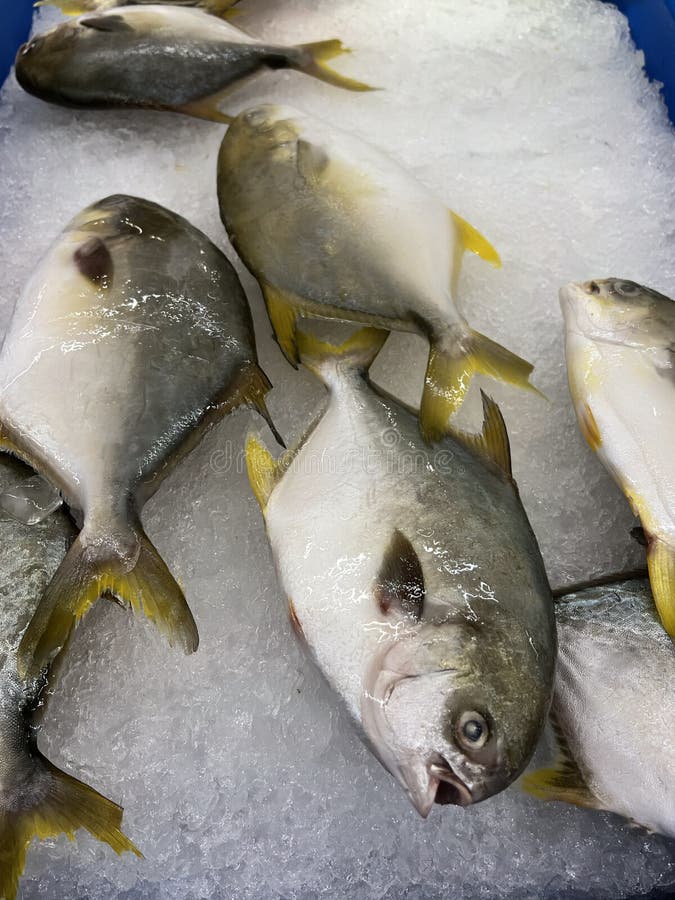 Mohd Fadzillah Sulaiman (Twosix05) - Photographer profile