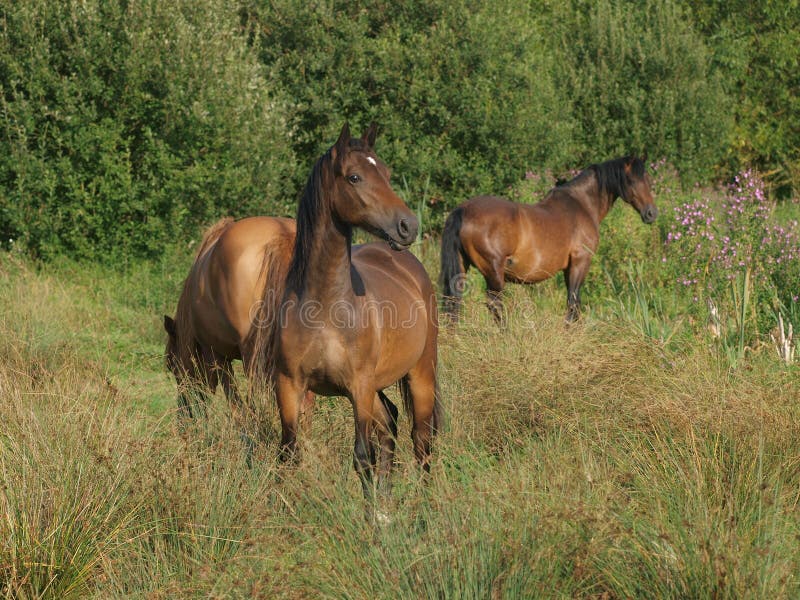 Group of Ponies stock photo. Image of welsh, horse, mountain - 170587632