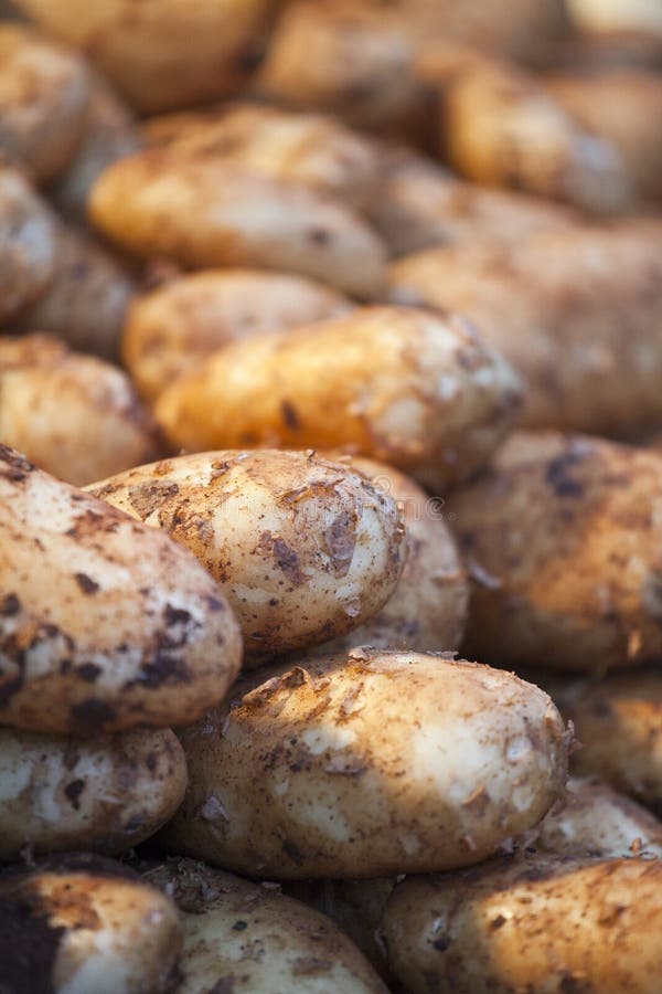 Group of potatoes stock photo. Image of potatoes, food - 23593282