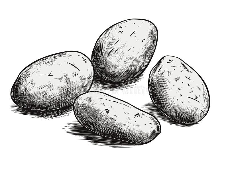 Potatoes Three Stock Illustrations – 1,037 Potatoes Three Stock ...