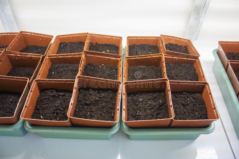 Group of pots with soil stock photo. Image of plant - 374728978