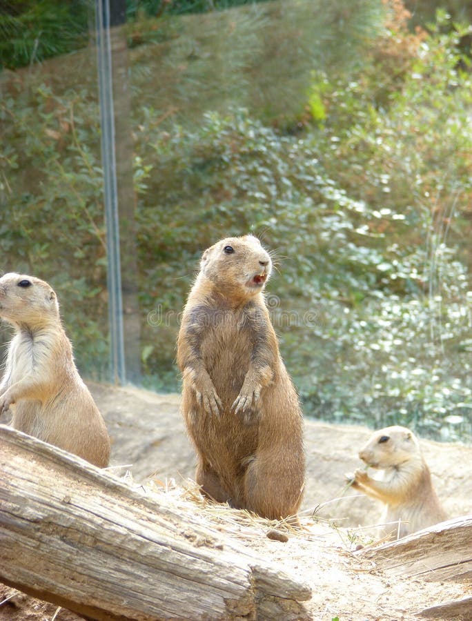Group of Prairie Dogs Looking at You Stock Image - Image of upright ...