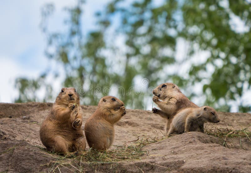 Group of prairie dogs stock image. Image of small, animal - 97104827