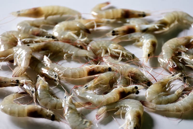 Prawn and White Fish on Hot Stone for Cooking Stock Image - Image of ...