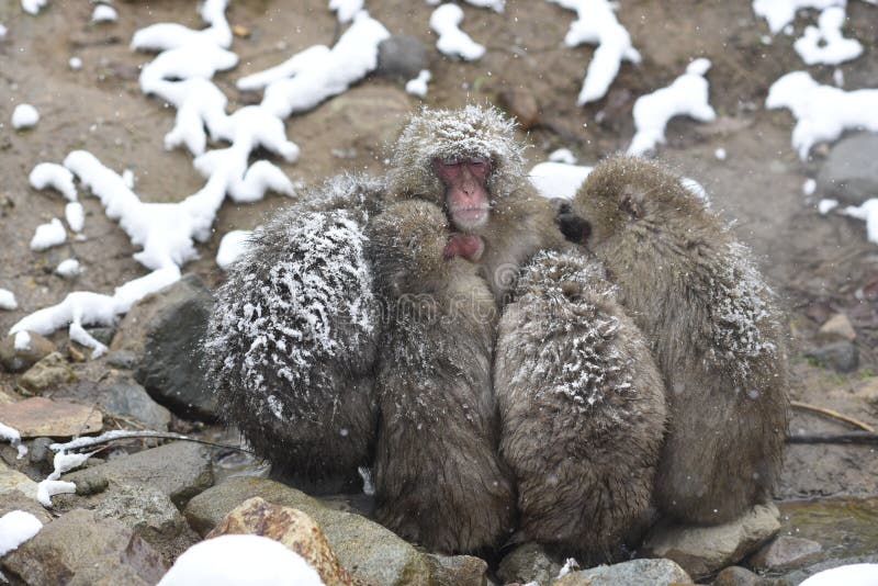 Group of Primates Sitting at a Tranquil Pond in Winter Stock Photo ...