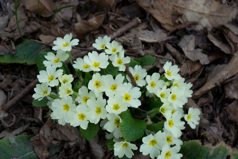 Group of primroses stock photo. Image of beautiful, bloss4 - 183572484