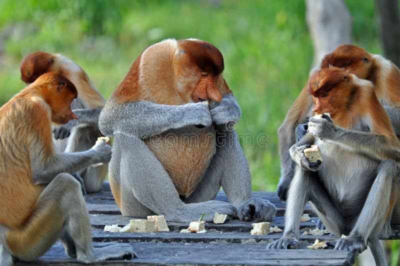 Group of Proboscis Monkeys stock image. Image of exotic - 15434853