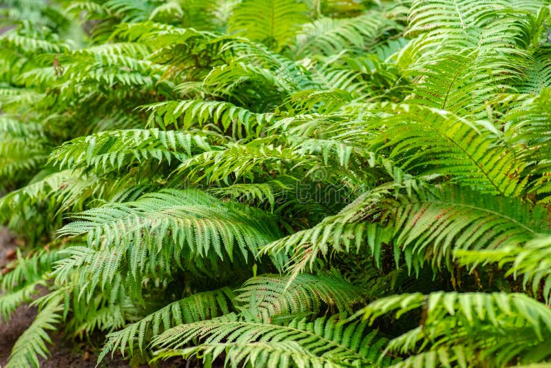 A Group of Pteridophyte in a Forest Stock Image - Image of leaf, growth ...